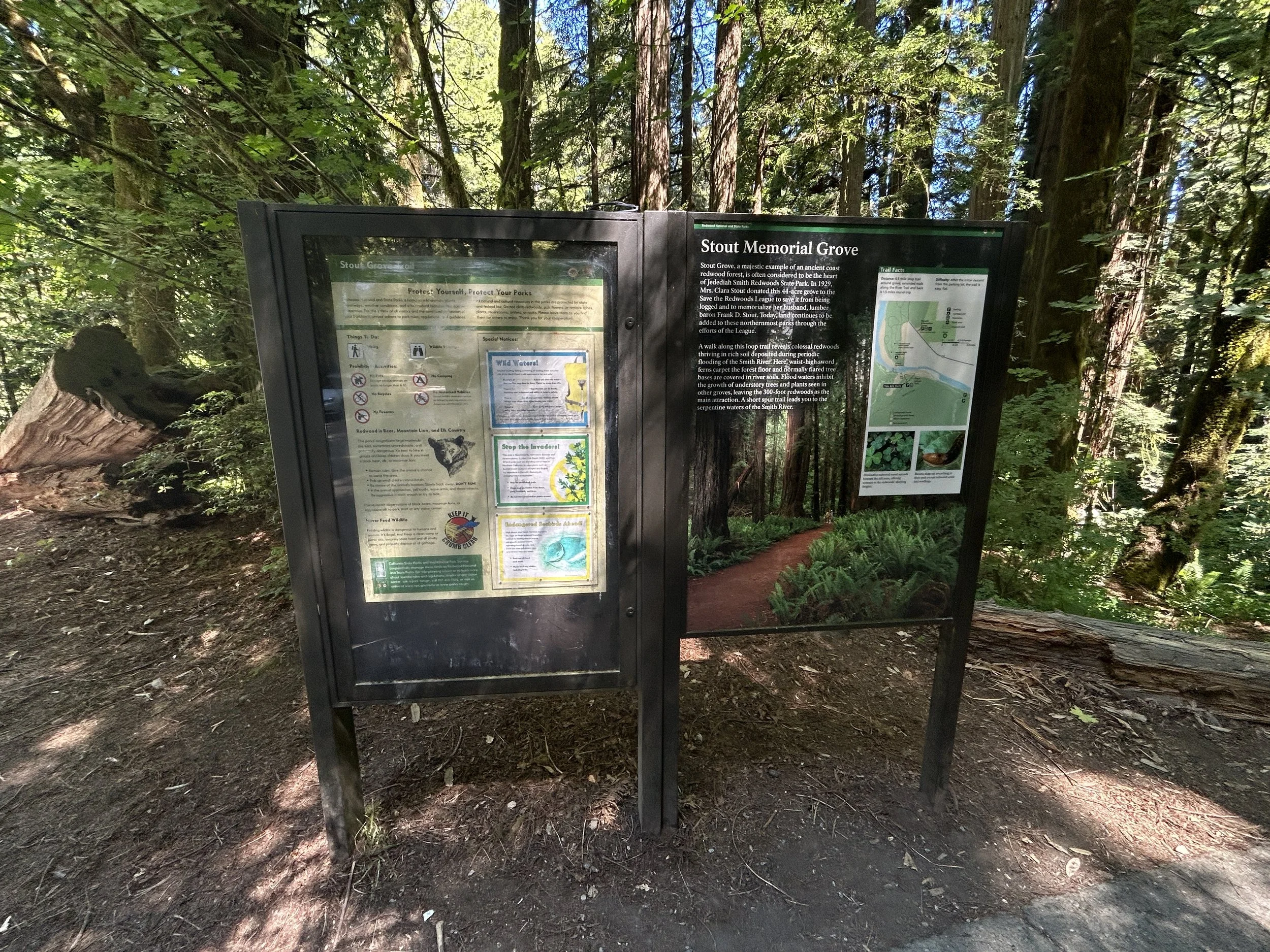Hiking the Stout Memorial Grove Trail in Jedediah Smith Redwoods State ...