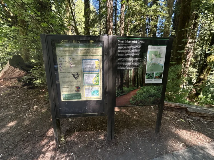 Hiking the Stout Memorial Grove Trail in Jedediah Smith Redwoods State ...