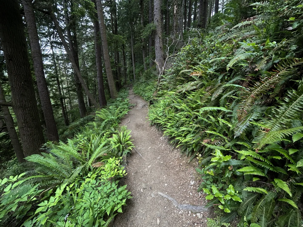 Hiking the Cape Falcon Trail on the Oregon Coast — noahawaii