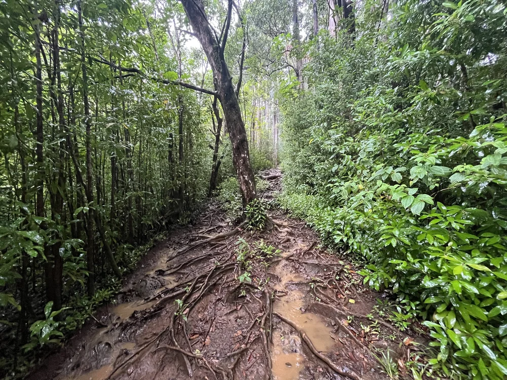 Hiking the Puʻu Pia Trail on Oʻahu — noahawaii