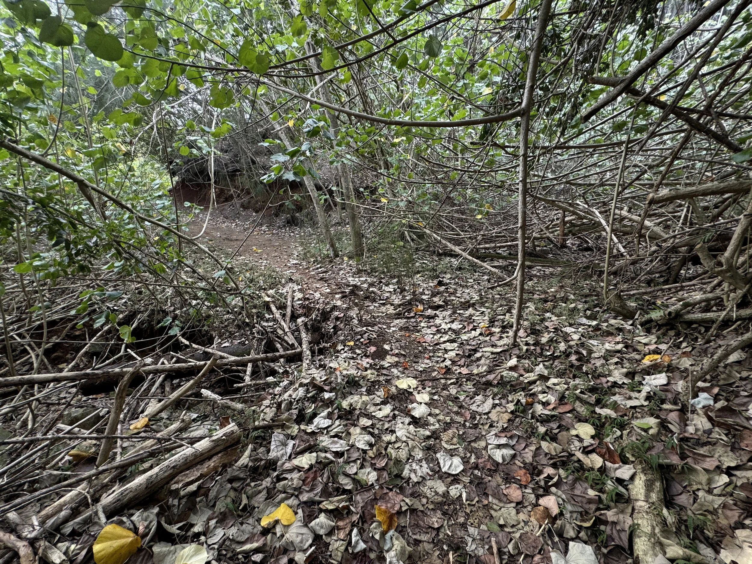 Hiking the Kaipapaʻu Pillbox Trail on the North Shore of Oʻahu, Hawaiʻi ...