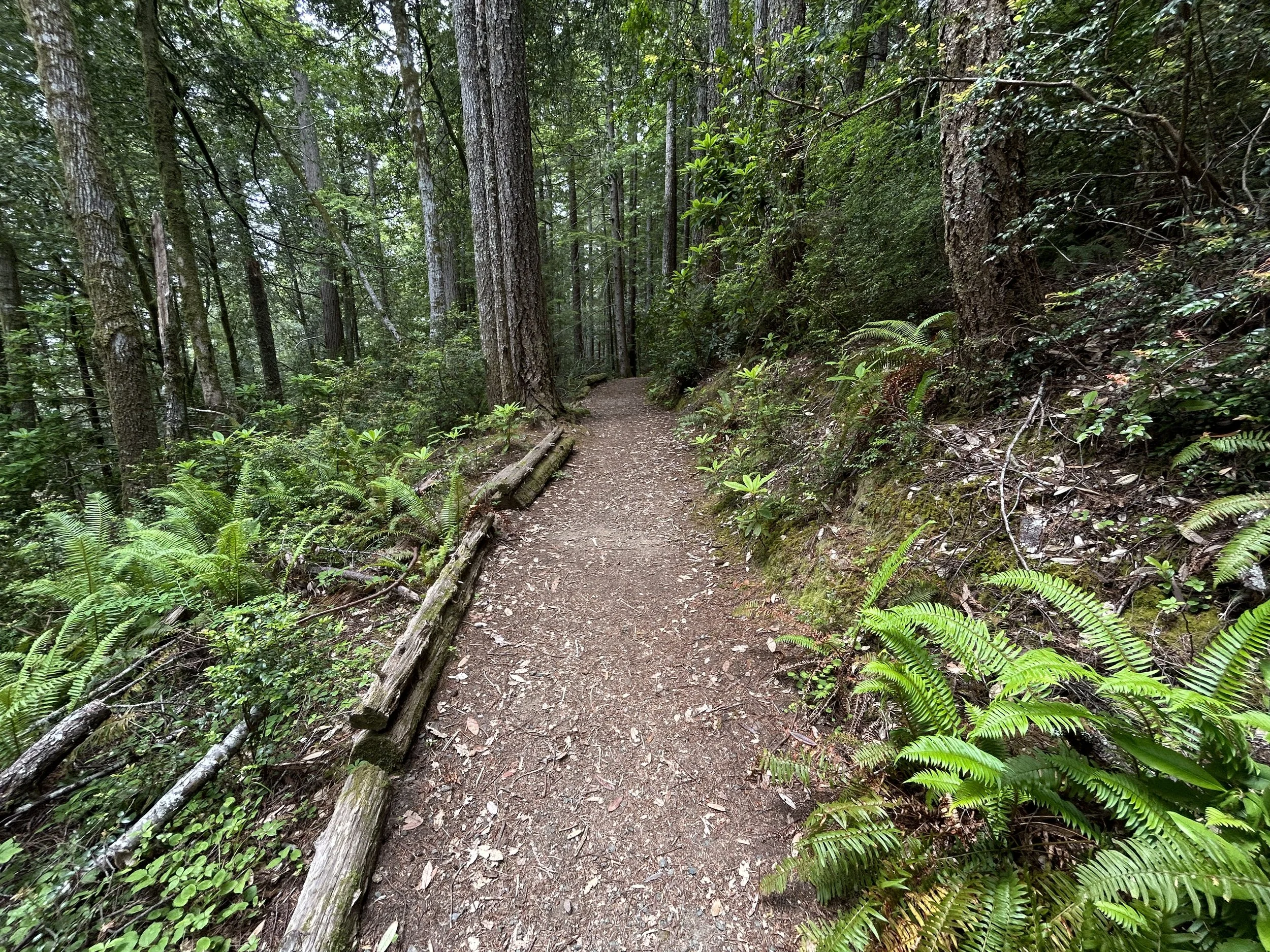 Hiking the Oregon Redwoods Trail on the Oregon Coast — noahawaii