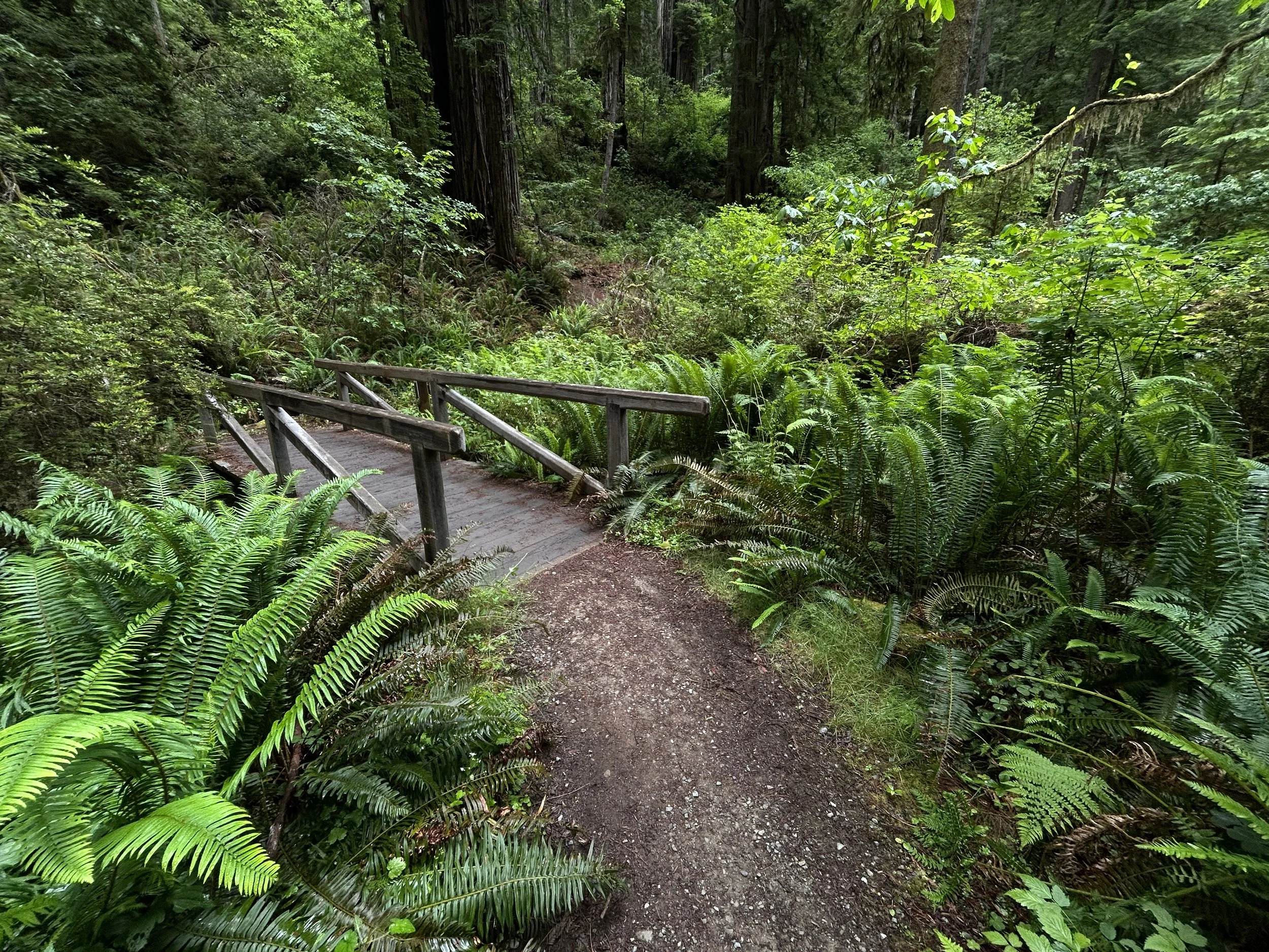 Hiking the Brown Creek-Rhododendron-West Ridge Loop Trail in Prairie ...