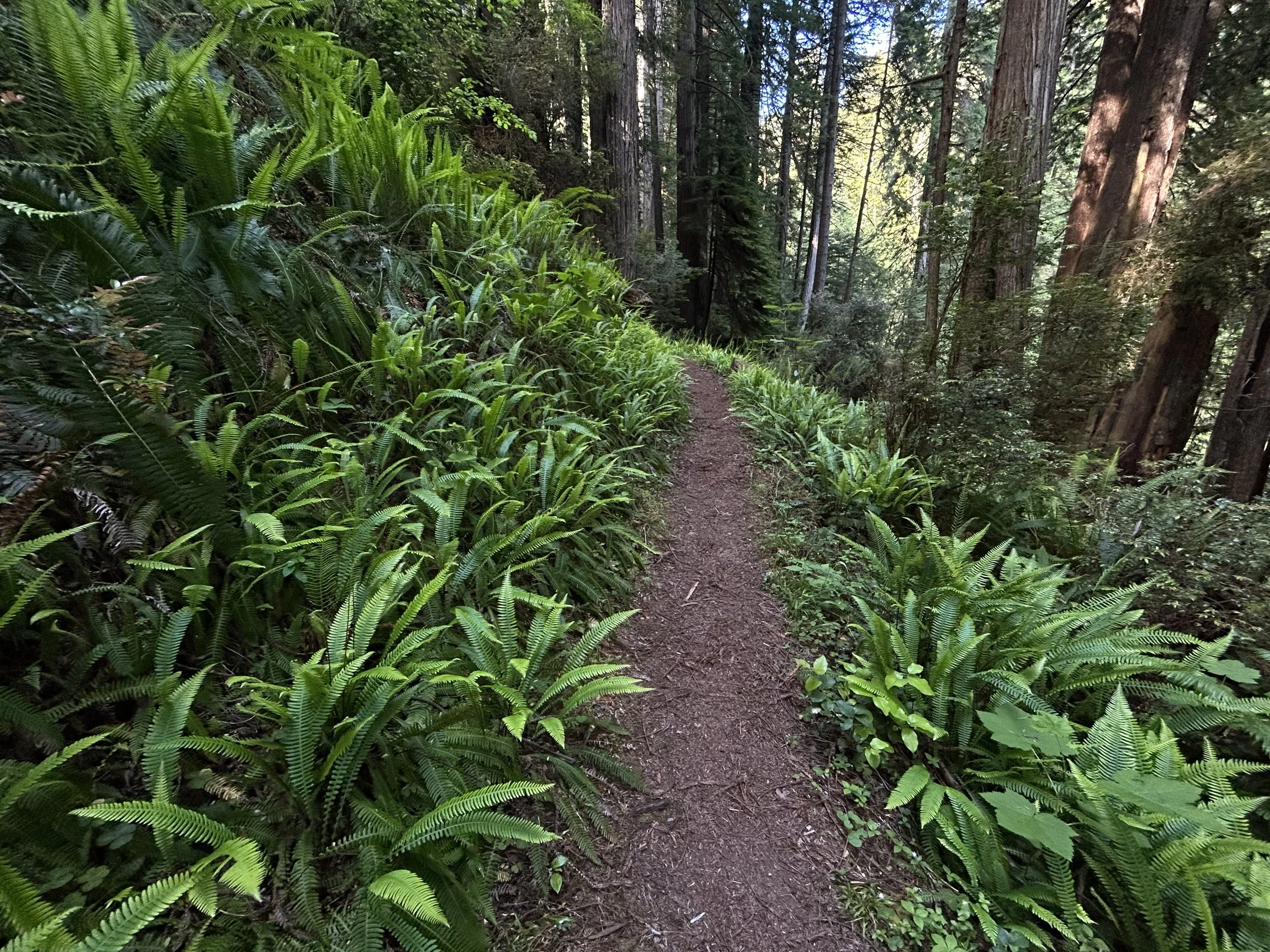 Hiking the Moorman Pond Trail in Prairie Creek Redwoods State Park ...