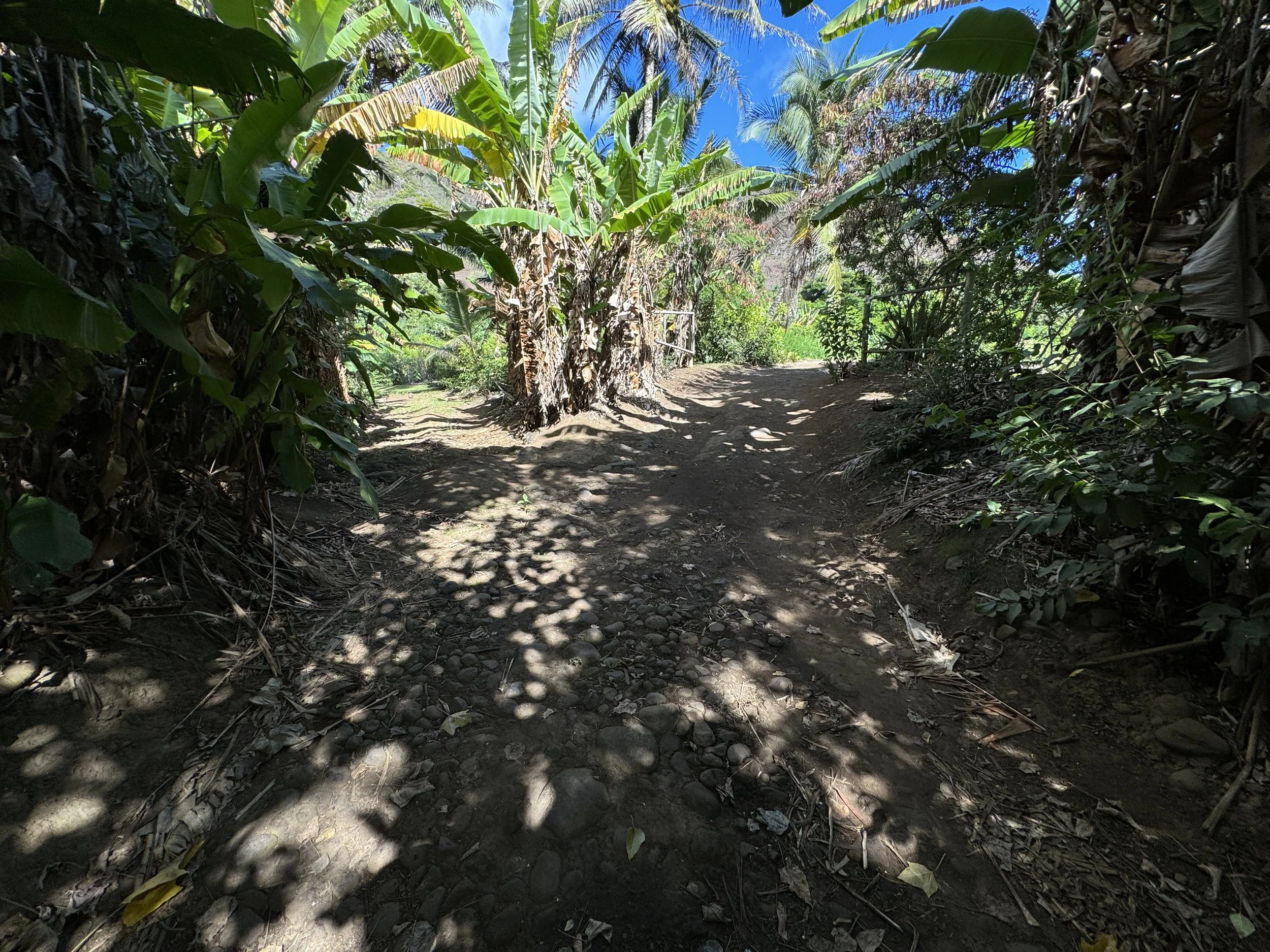 Hiking the Hālawa Valley Trail to Moaʻula & Hīpuapua Falls on Molokai ...