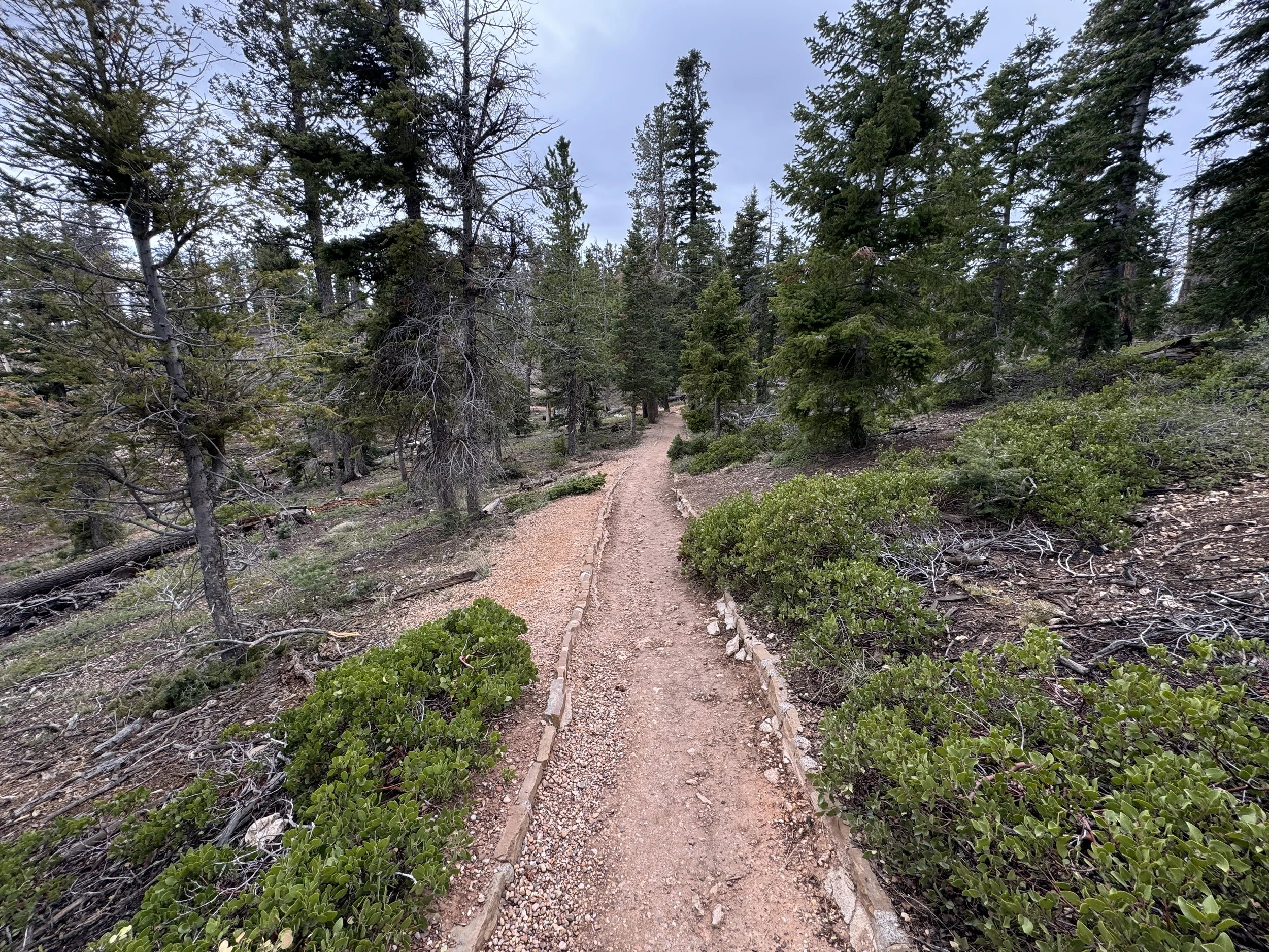 Hiking the Riggs Spring Loop Trail in Bryce Canyon National Park ...