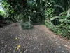 Hiking the Hālawa Valley Trail to Moaʻula & Hīpuapua Falls on Molokai ...
