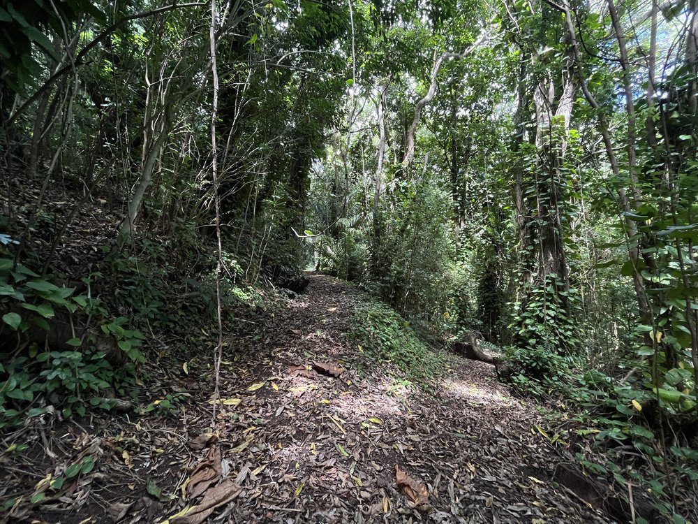 Hiking the Tantalus Arboretum Trail on Oʻahu — noahawaii