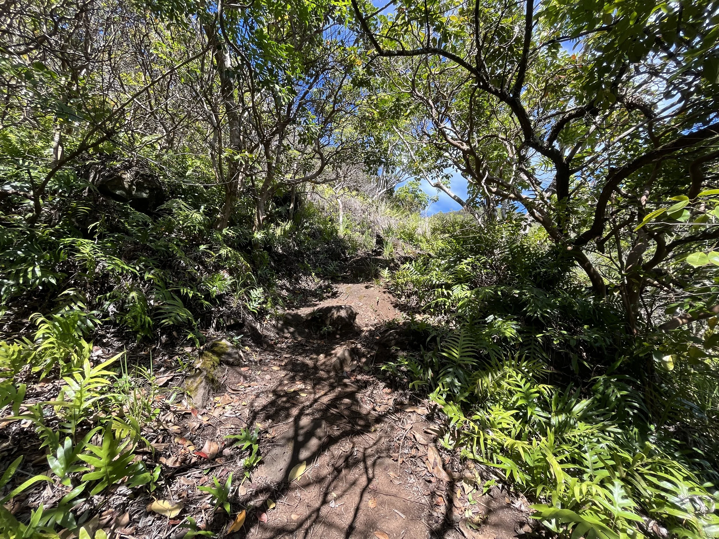 Hiking the Wailupe Loop Trail on Oʻahu — noahawaii