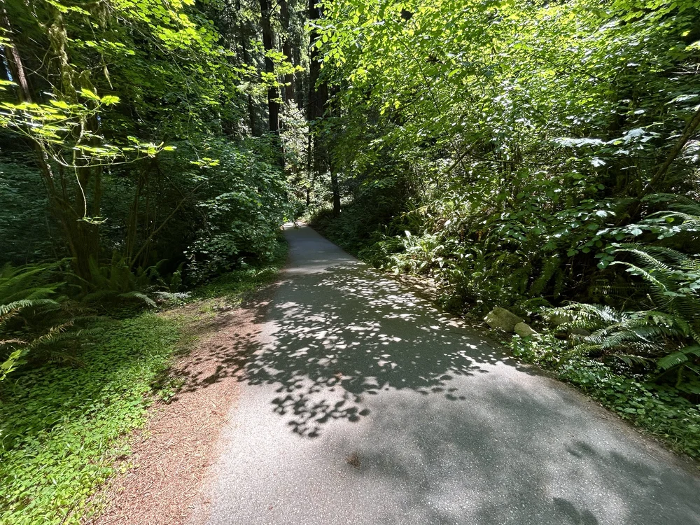 Hiking the Stout Memorial Grove Trail in Jedediah Smith Redwoods State ...