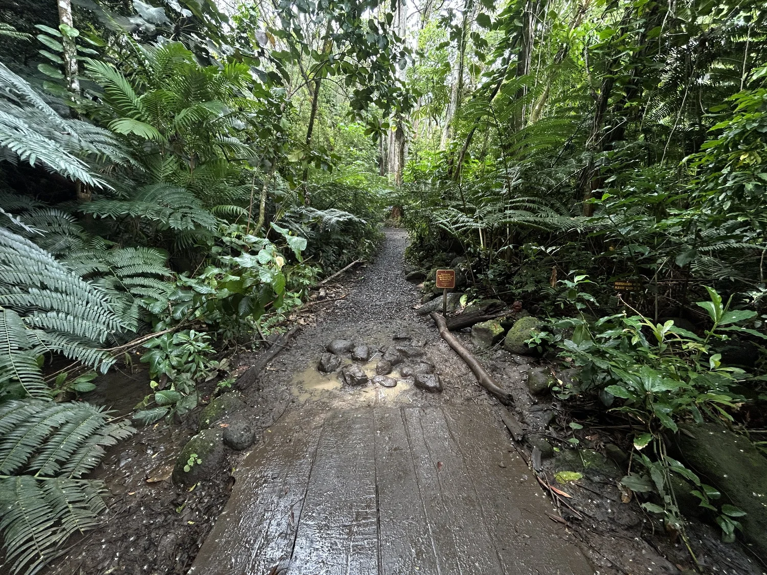 Hiking the Luaʻalaea Falls Trail on Oʻahu — noahawaii