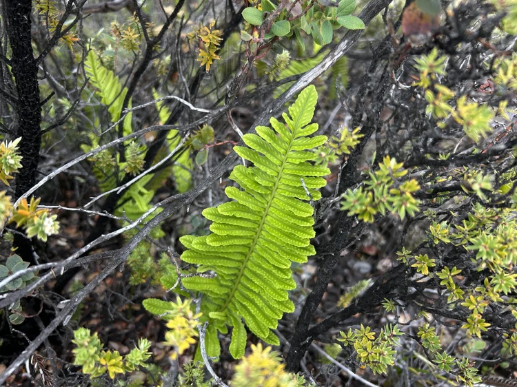 Native Hawaiian Plants: My Plant ID Guide — noahawaii