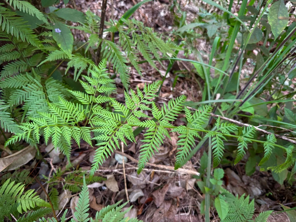 Non-Native / Invasive Plants in Hawaiʻi: My Plant ID Guide — noahawaii