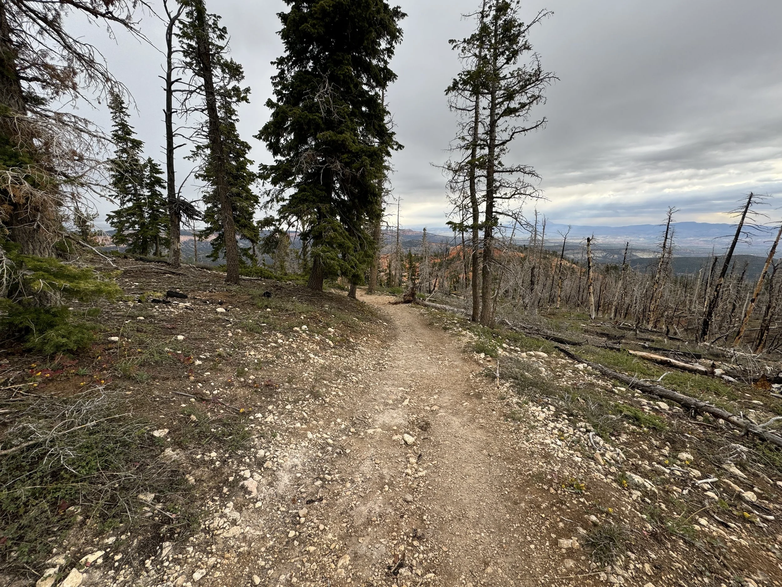 Hiking the Riggs Spring Loop Trail in Bryce Canyon National Park ...