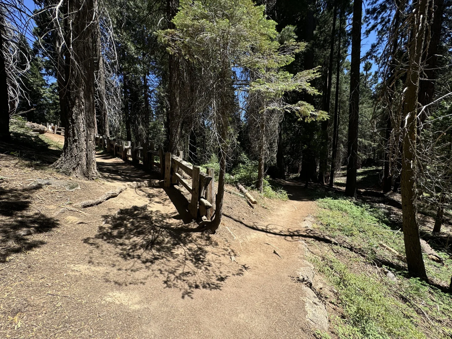 Hiking the Big Stump Loop Trail in Kings Canyon National Park — noahawaii