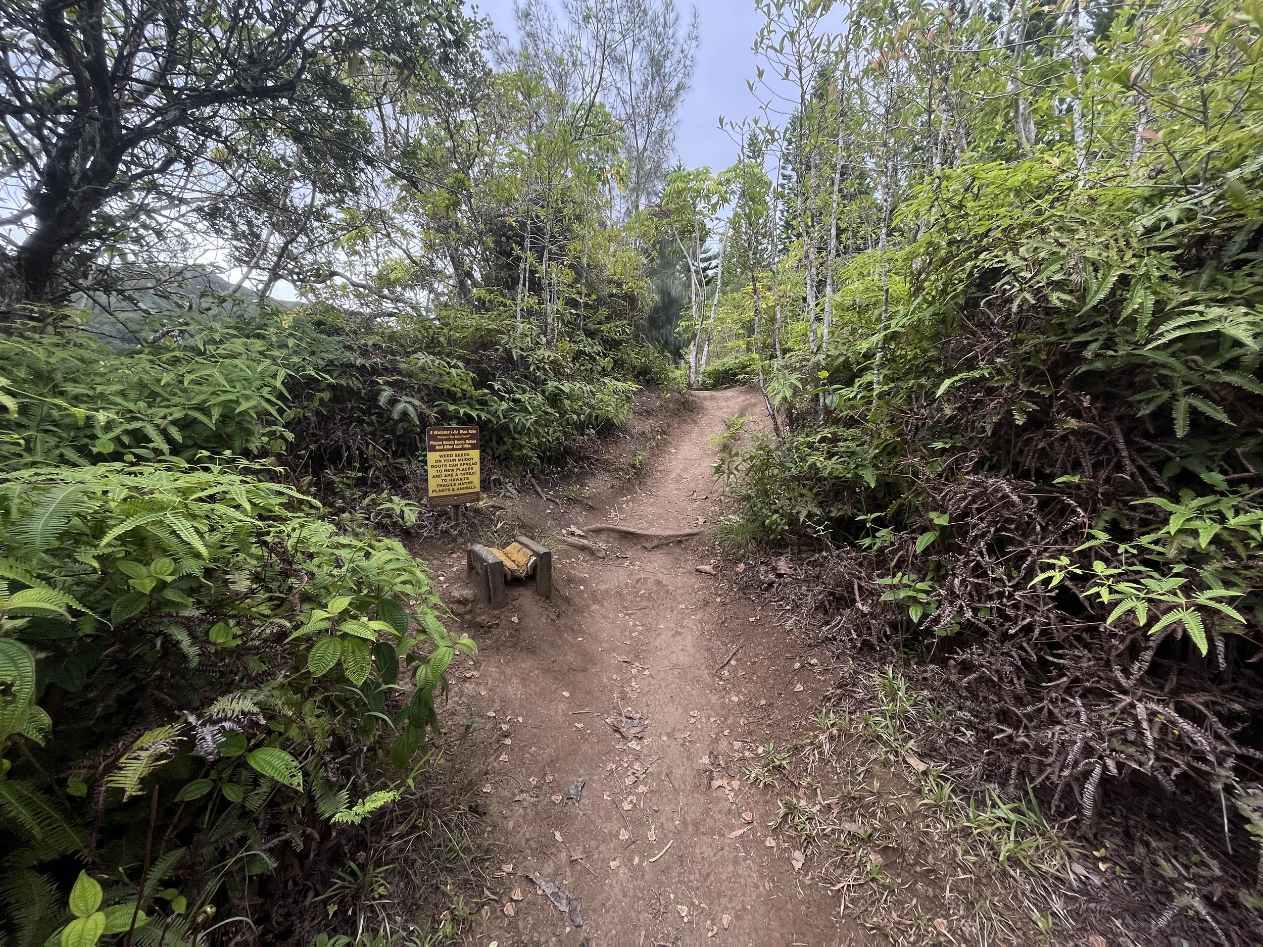 Hiking the Kuliʻouʻou Ridge Trail on Oʻahu — noahawaii