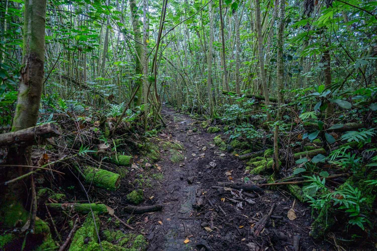 Hiking the Puna Trail to Hāʻena Beach on the Big Island of Hawaiʻi ...