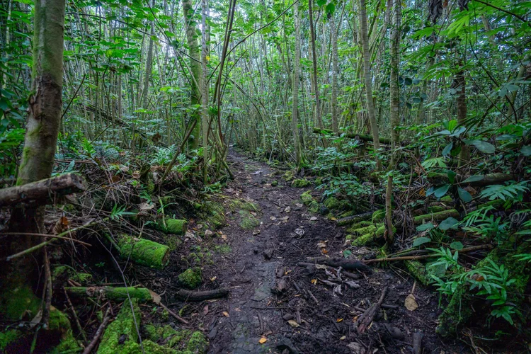 Hiking the Puna Trail to Hāʻena Beach on the Big Island of Hawaiʻi ...