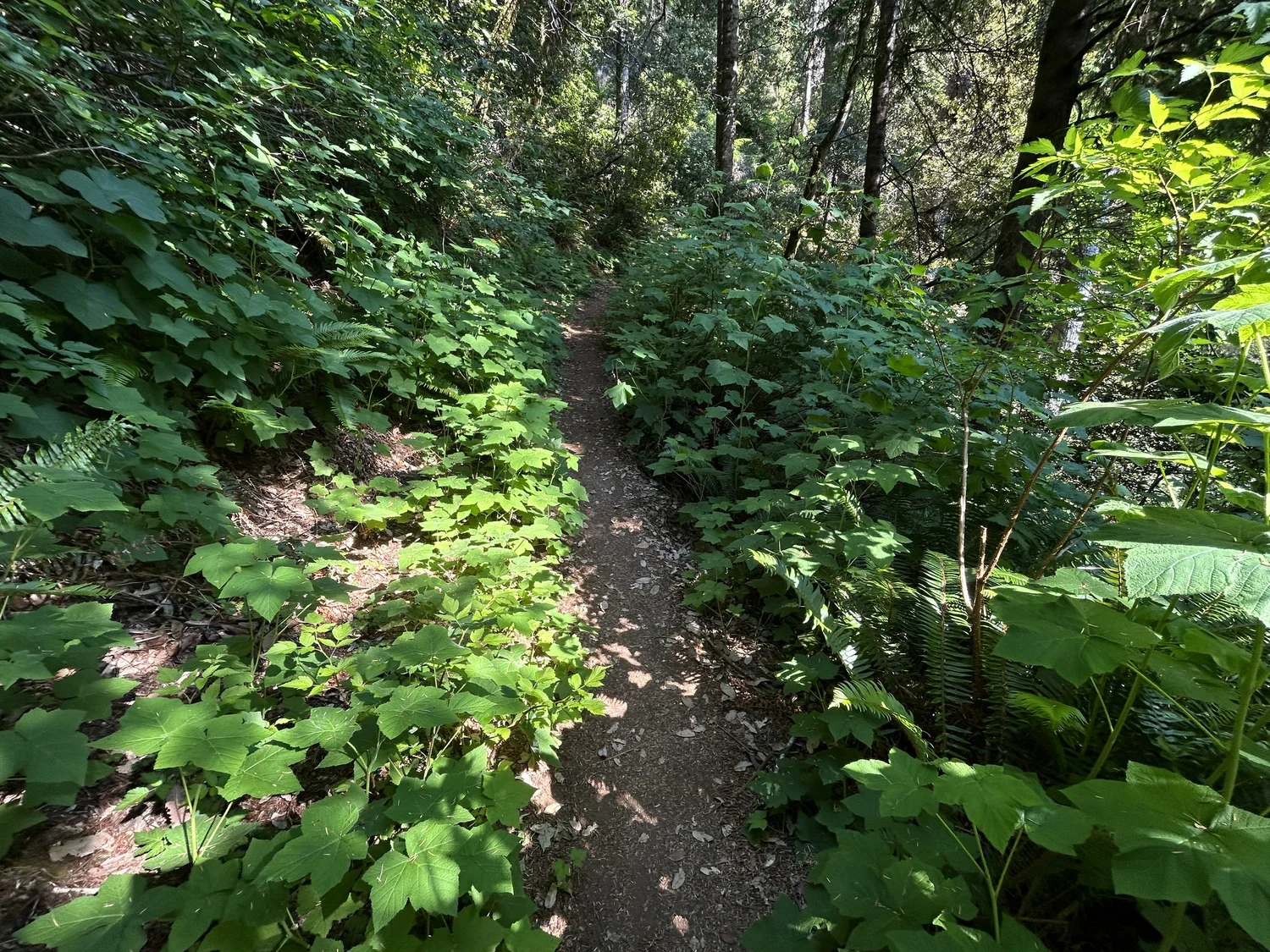 Hiking the Humbug Mountain Loop Trail on the Oregon Coast — noahawaii