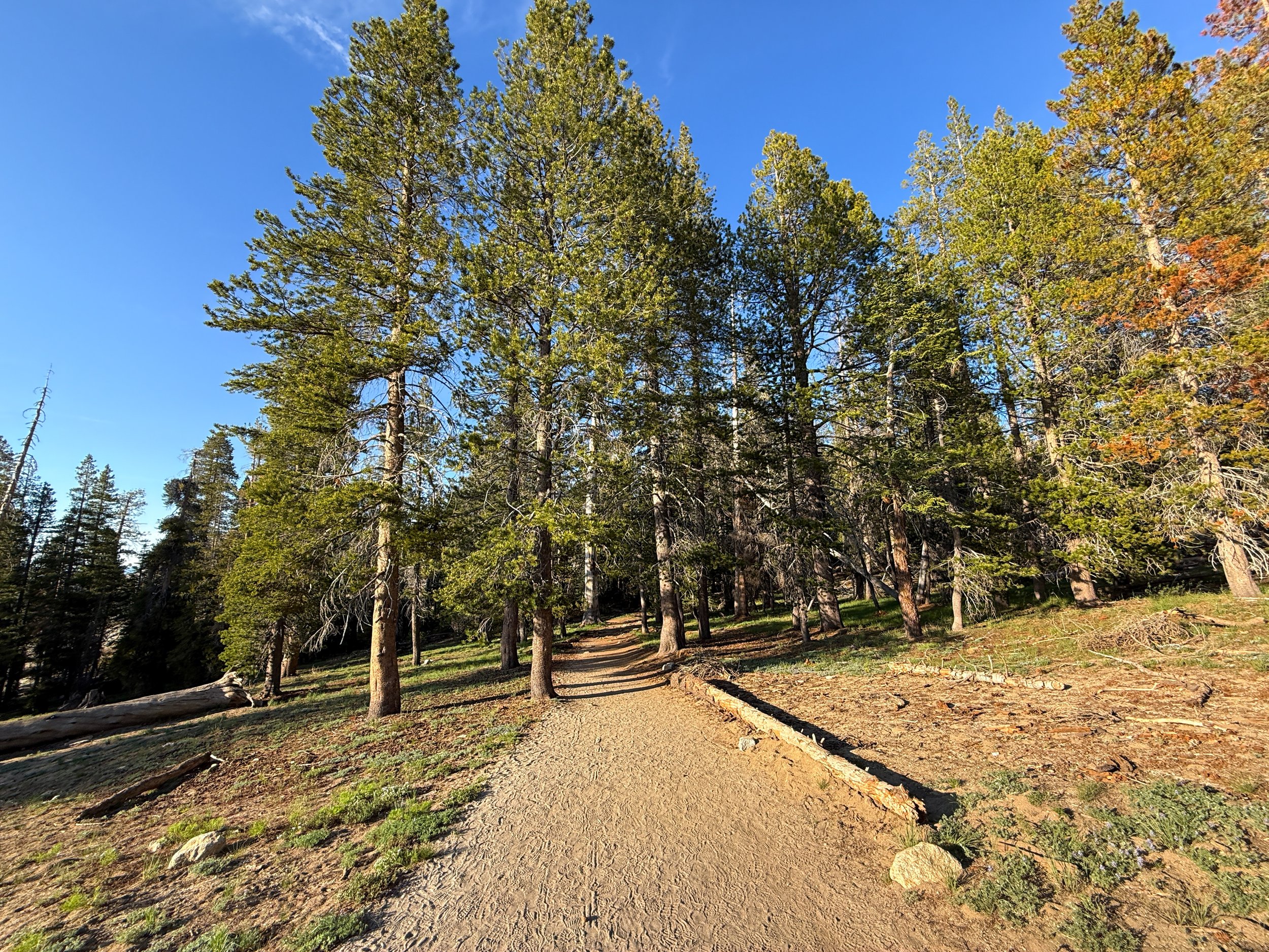 Hiking the Sentinel Dome Trail in Yosemite National Park — noahawaii