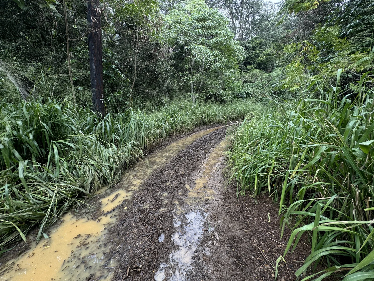 Hiking Mt. Kaʻala: The Tallest Peak on Oʻahu, Hawaiʻi — noahawaii