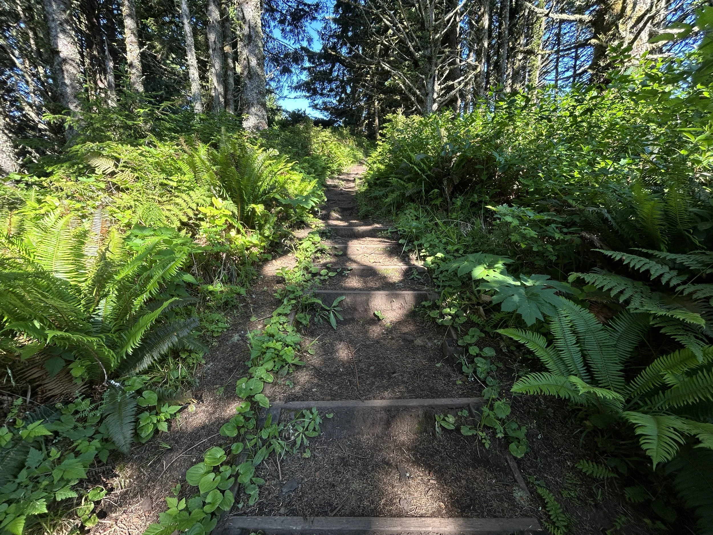 Hiking the Heceta Head Lighthouse Trail on the Oregon Coast — noahawaii