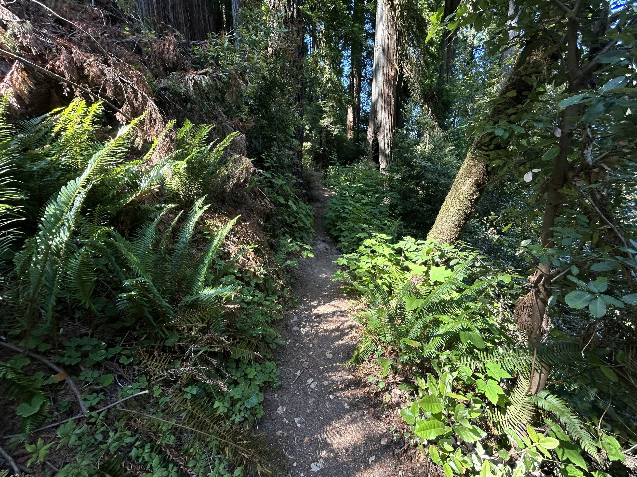 Hiking the Redwood Nature Trail on the Oregon Coast — noahawaii