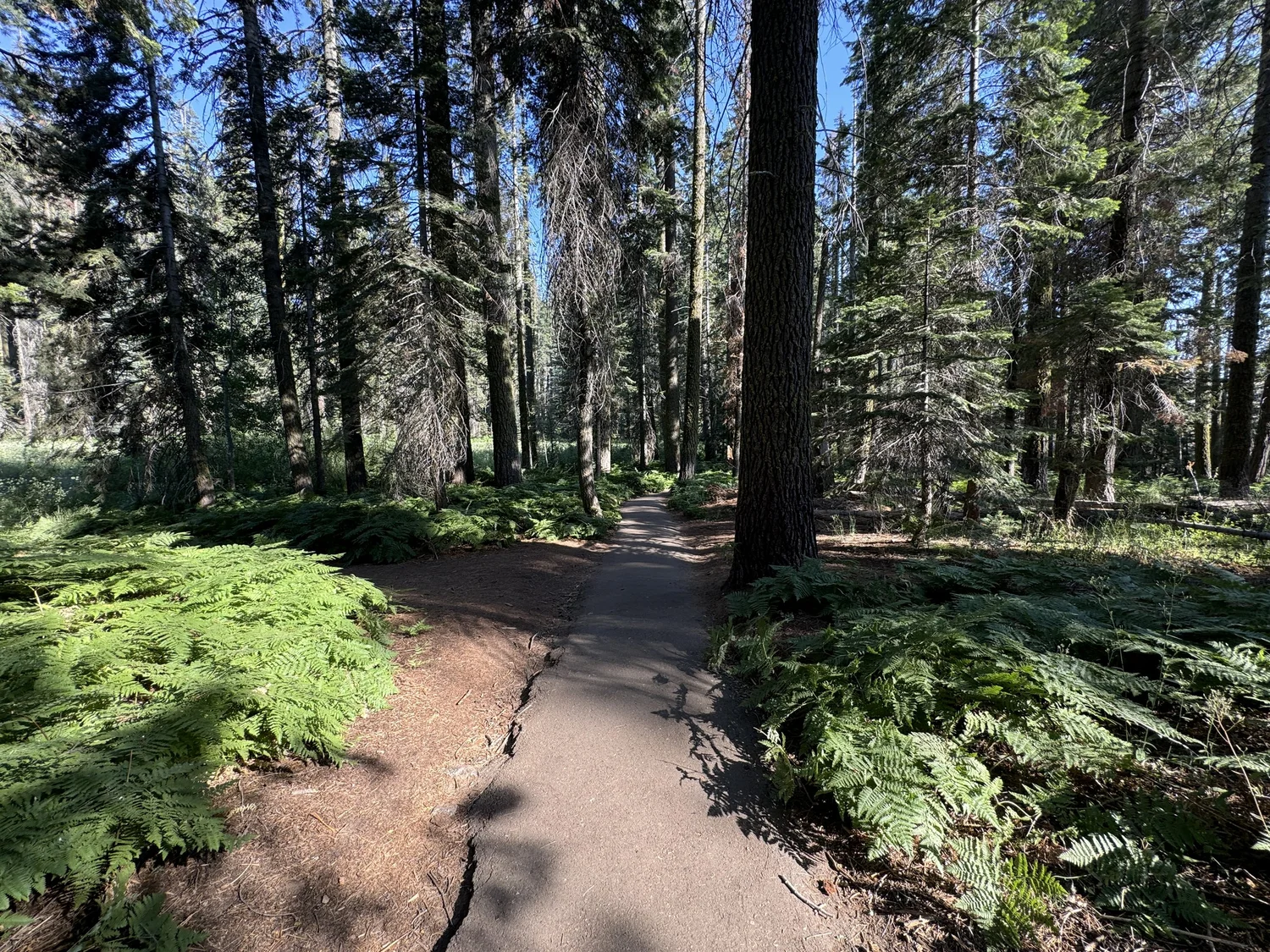 Hiking the Tharp’s Log Trail (Log Meadow Loop) in Sequoia National Park ...