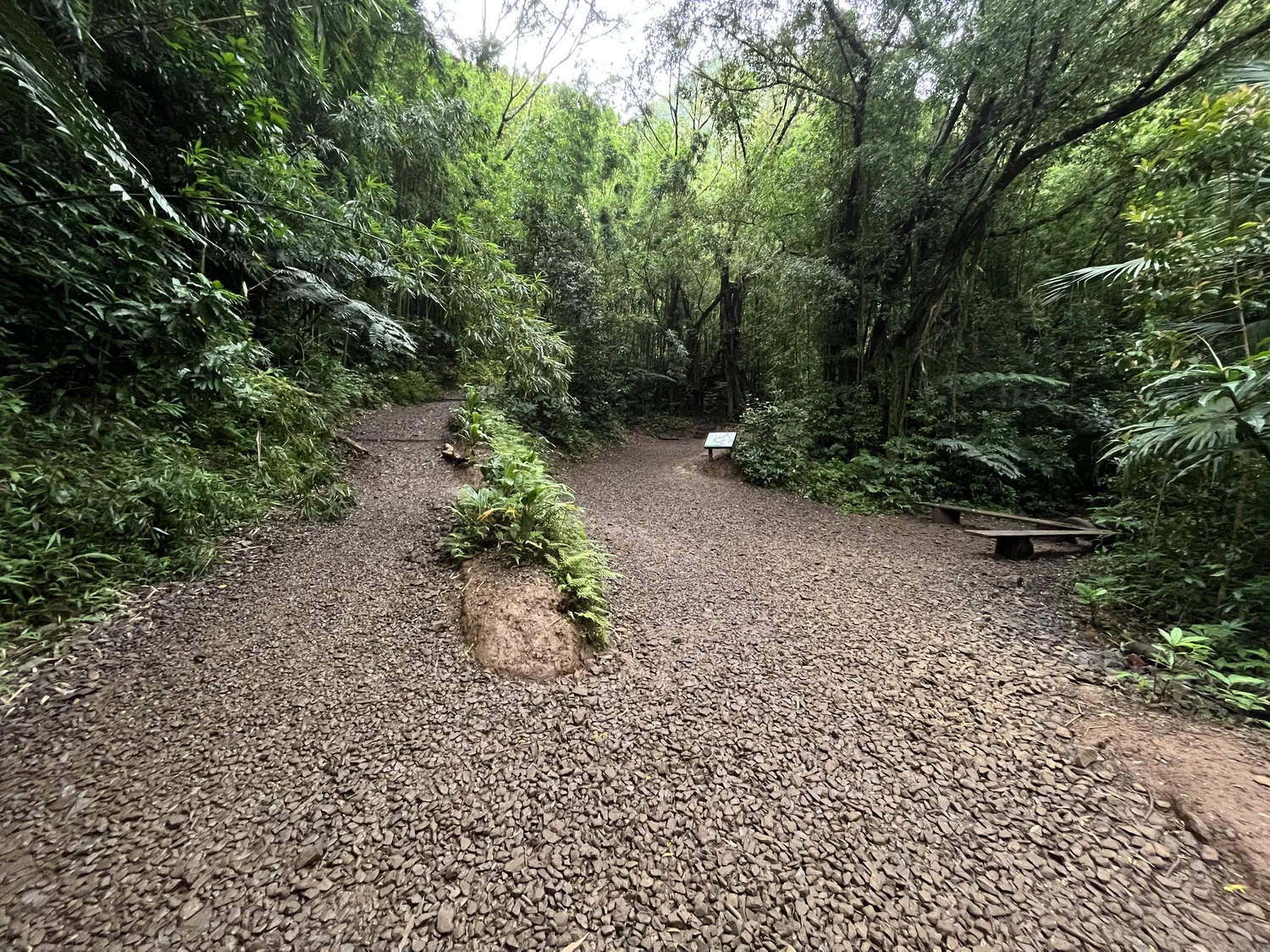 Hiking the Mānoa Falls Trail on Oʻahu, Hawaiʻi — noahawaii