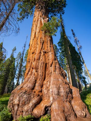 Hiking the Crescent Meadow Loop Trail in Sequoia National Park — noahawaii