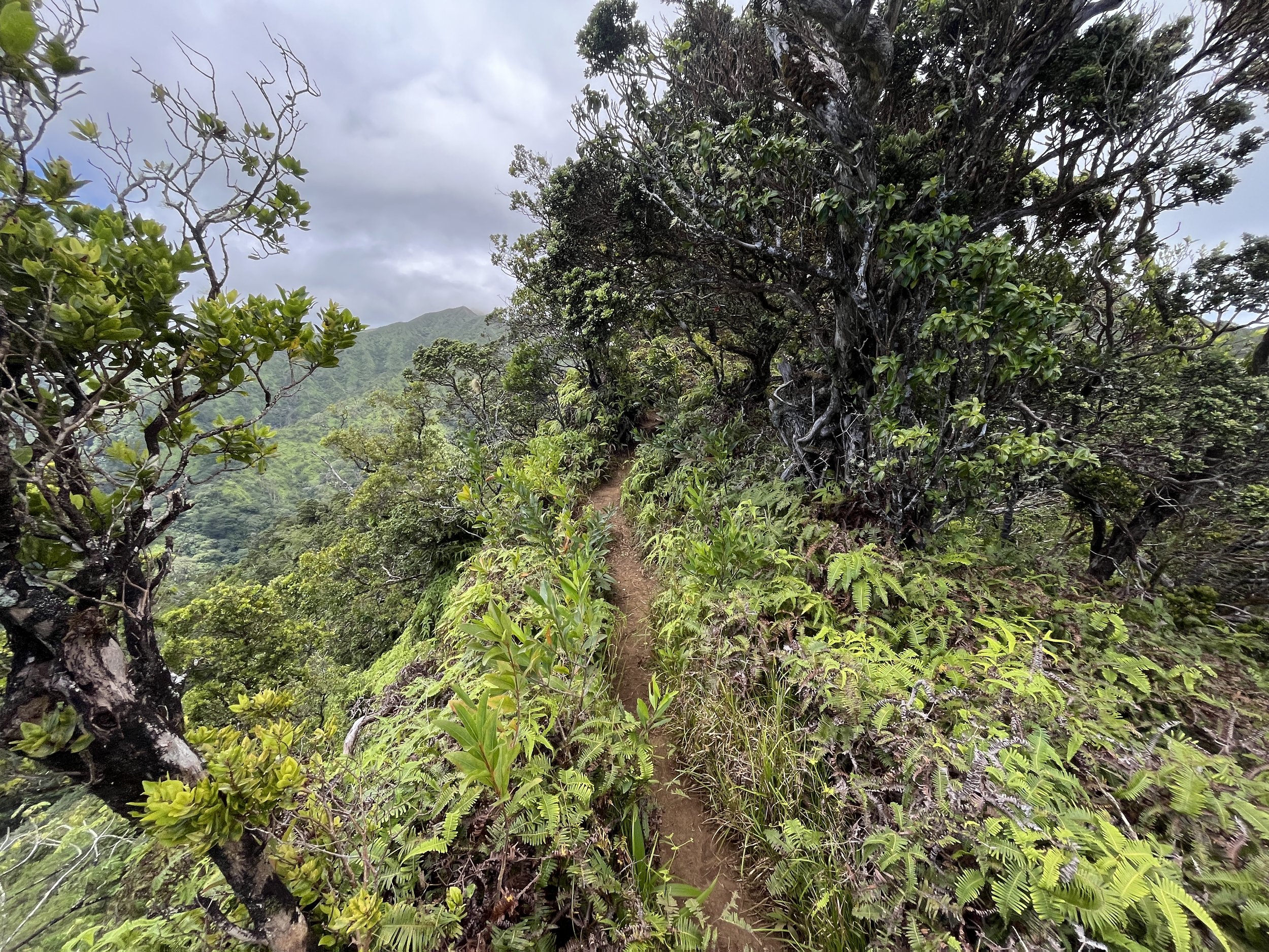 Hiking the Waʻahila Ridge Trail to Mt. Olympus (ʻAwaʻawaloa) on Oʻahu ...
