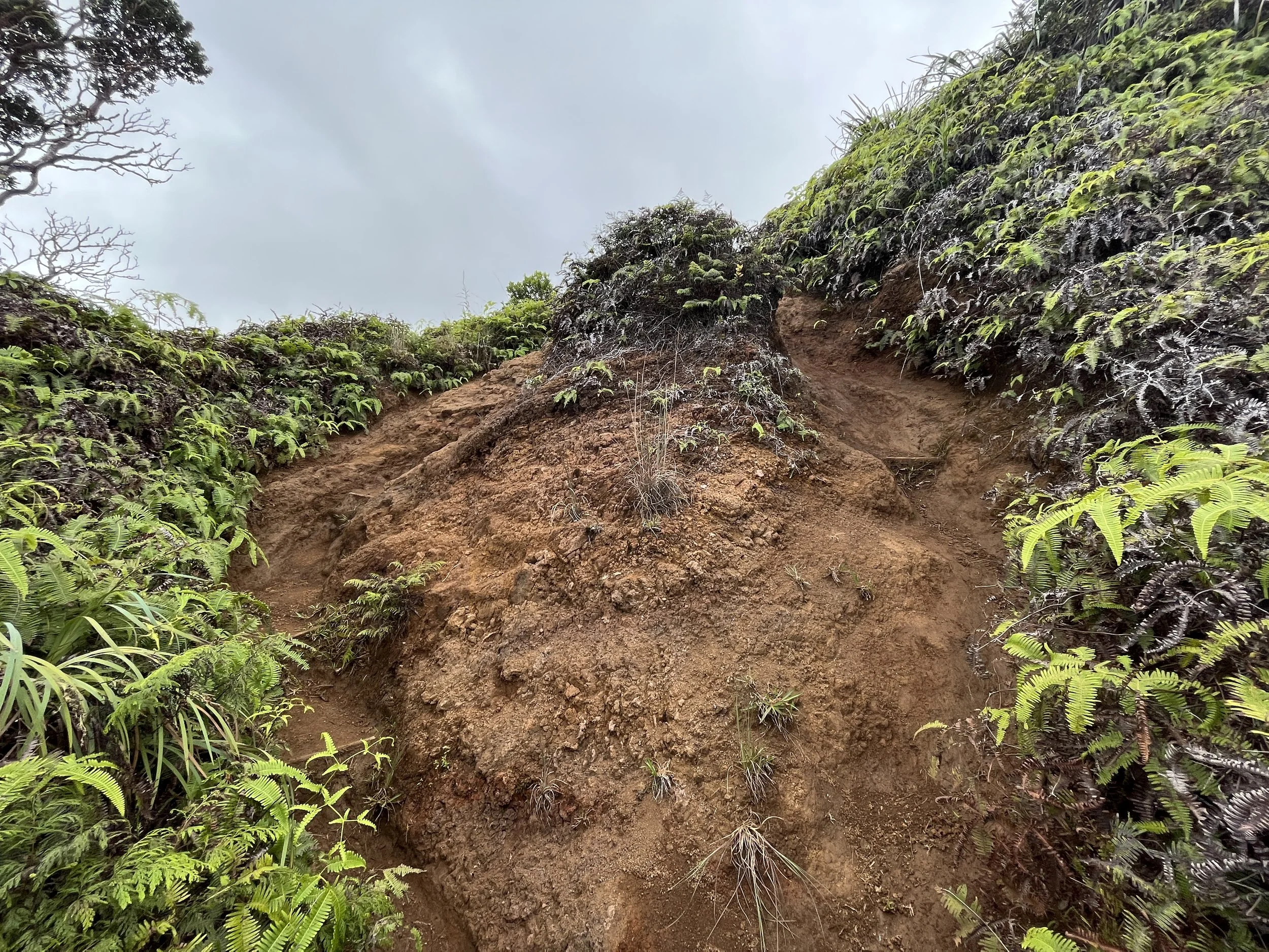 Hiking the Waʻahila Ridge Trail to Mt. Olympus (ʻAwaʻawaloa) on Oʻahu ...