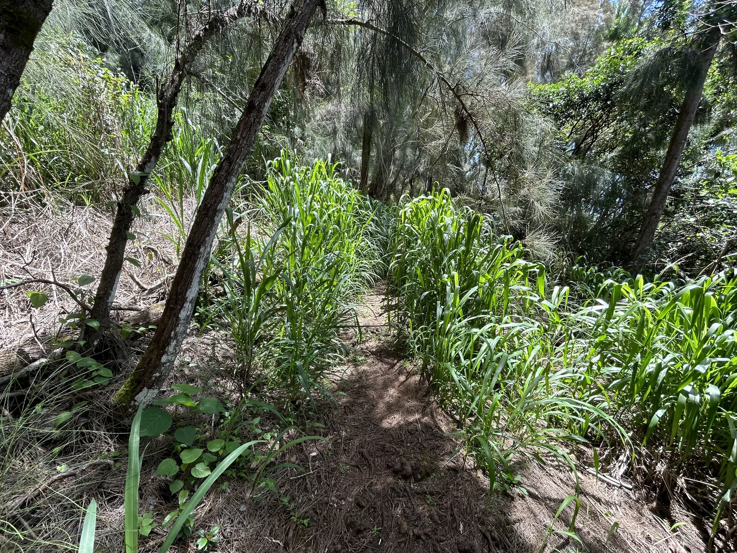 Hiking the Hauʻula Loop Trail on the North Shore of Oʻahu, Hawaiʻi ...