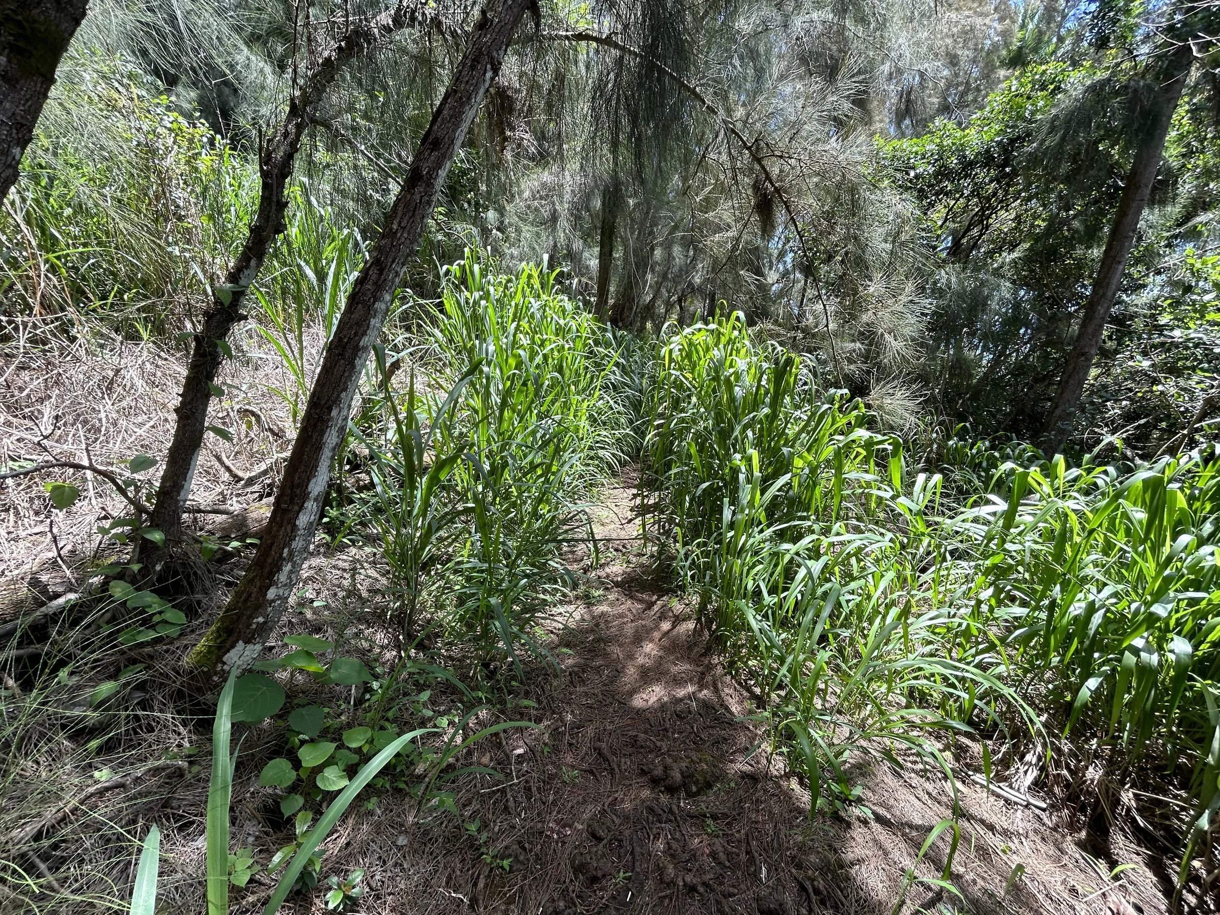Hiking the Hauʻula Loop Trail on the North Shore of Oʻahu, Hawaiʻi ...
