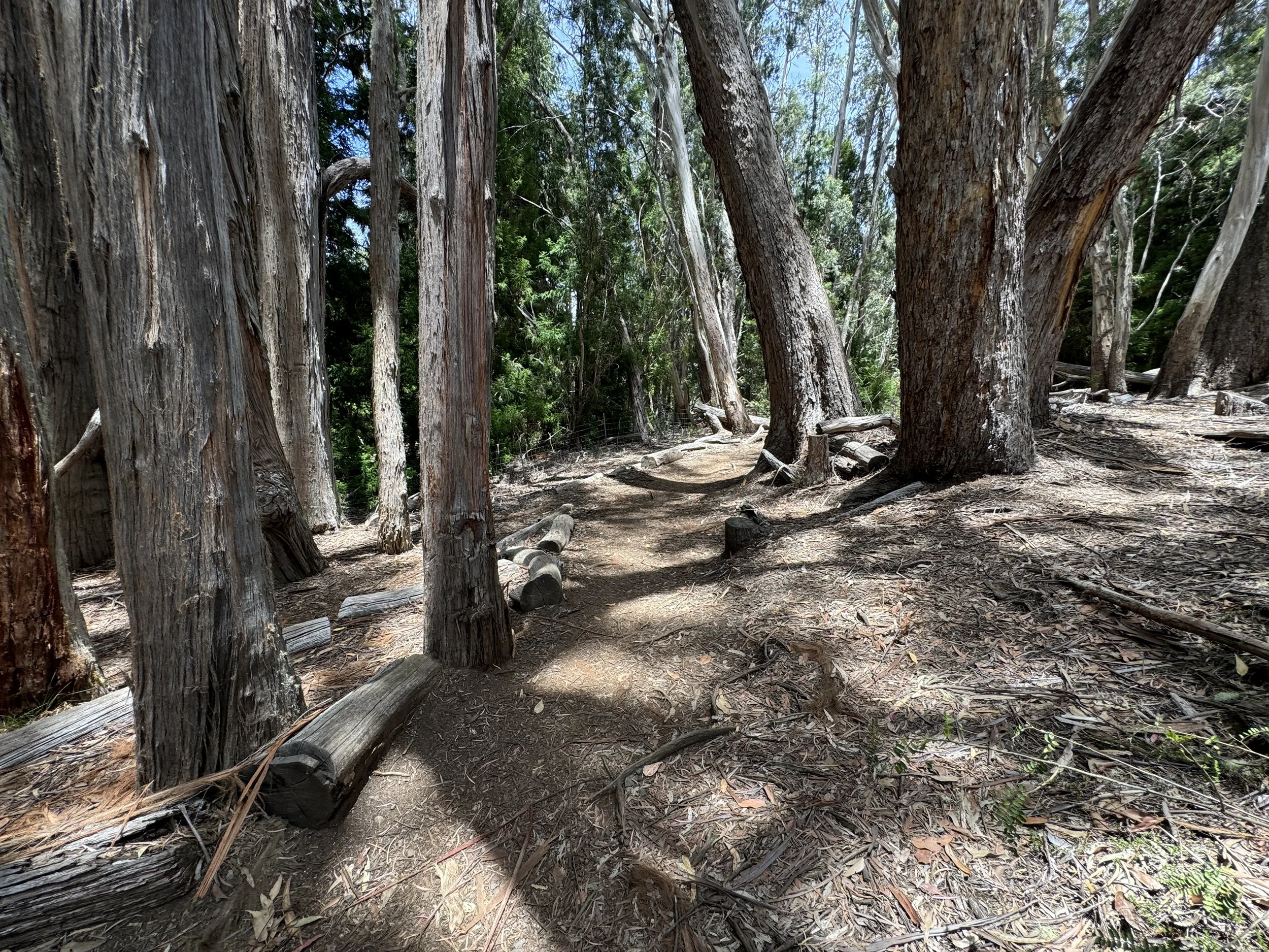 Hiking the Hosmer Grove Trail in Haleakalā National Park on Maui ...