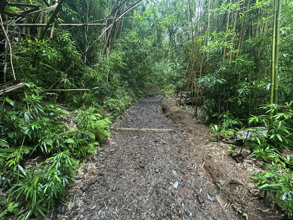 Hiking the Mānoa Falls Trail on Oʻahu, Hawaiʻi — noahawaii
