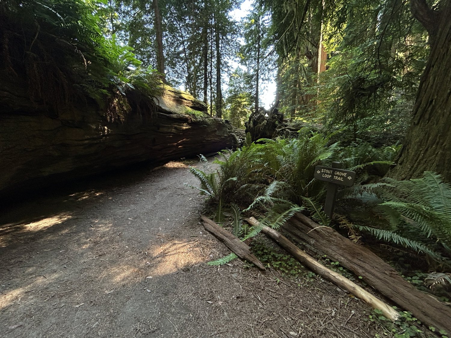 Hiking the Stout Memorial Grove Trail in Jedediah Smith Redwoods State ...