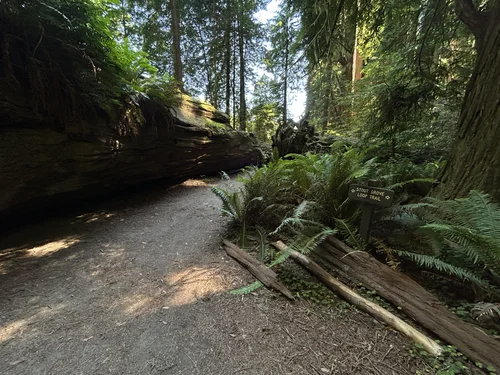 Hiking the Stout Memorial Grove Trail in Jedediah Smith Redwoods State ...