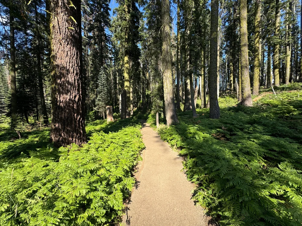 Hiking the Tharp’s Log Trail (Log Meadow Loop) in Sequoia National Park ...