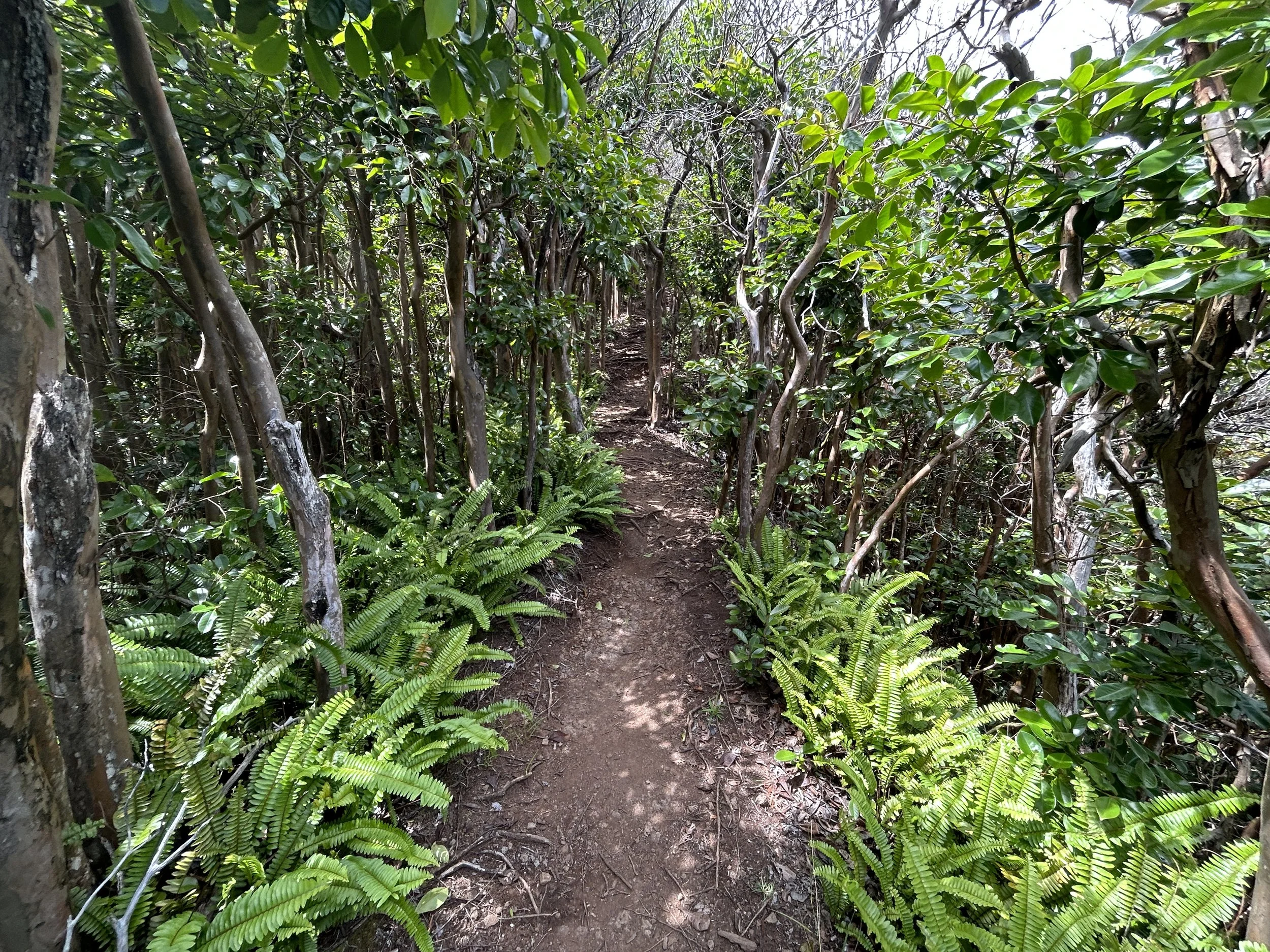 Hiking the Hawaiʻi Loa Ridge Trail on Oʻahu — noahawaii