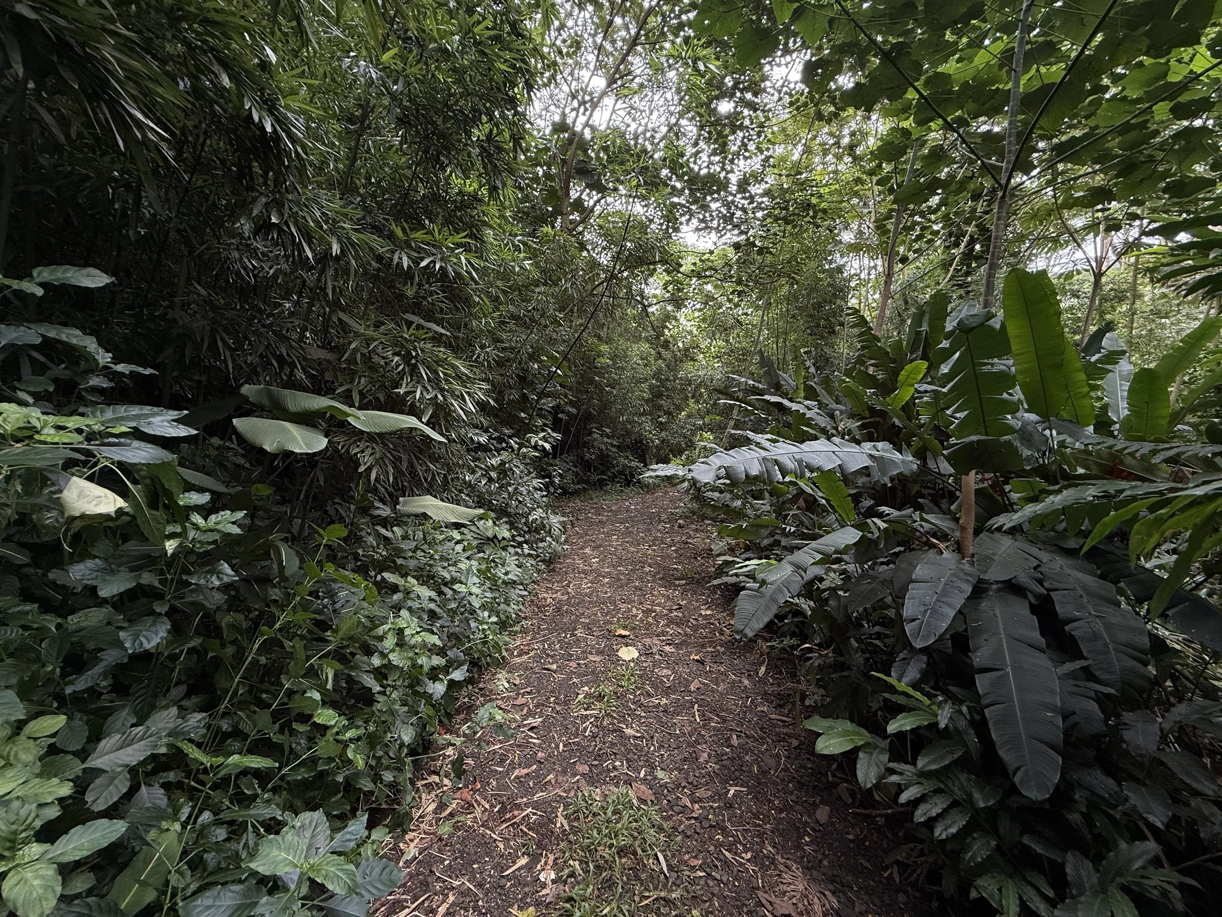 Hiking the Mānoa Middle Ridge Trail on Oʻahu, Hawaiʻi — noahawaii