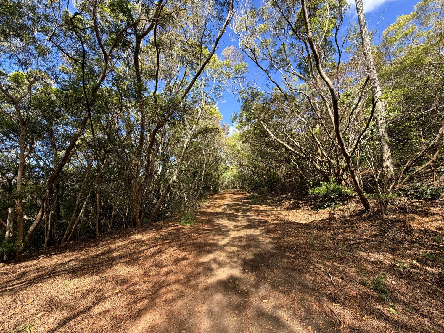 Hiking the Wiliwilinui Ridge Trail on Oʻahu, Hawaiʻi — noahawaii