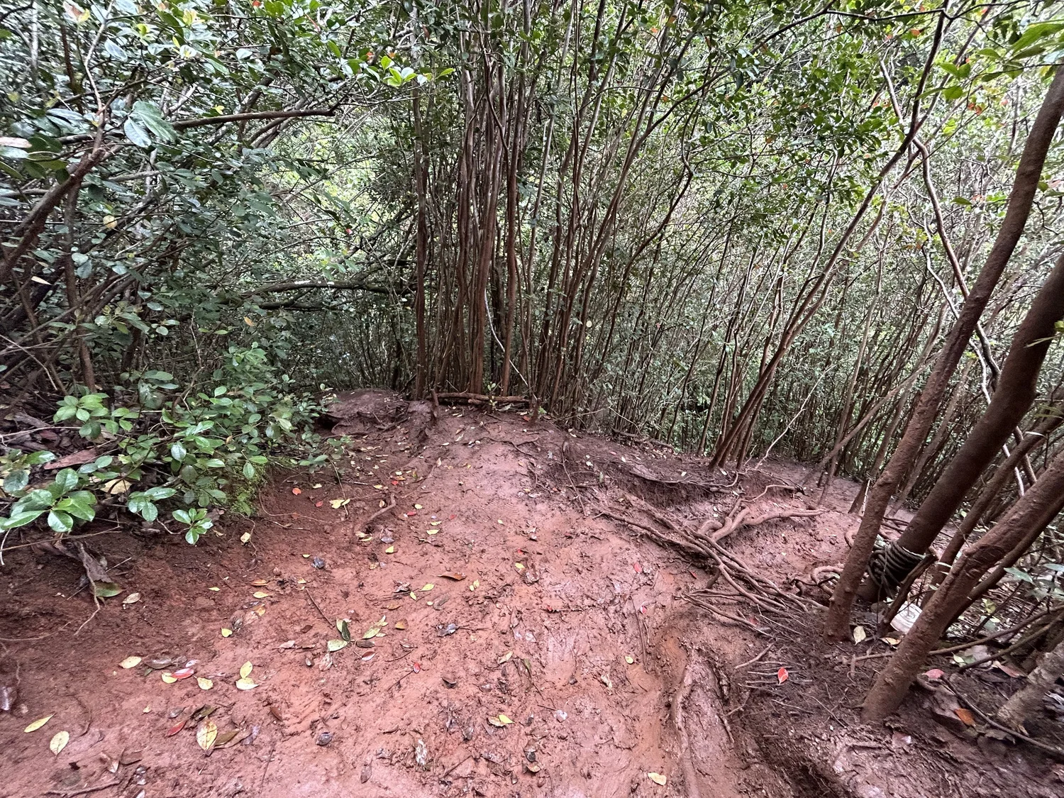 Hiking the Waimano Falls Trail on Oʻahu — noahawaii