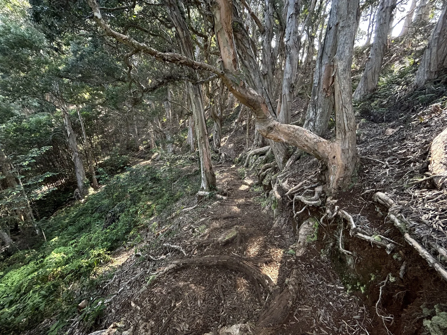 Hiking the Kaunala Loop Trail on the North Shore of Oʻahu, Hawaiʻi ...