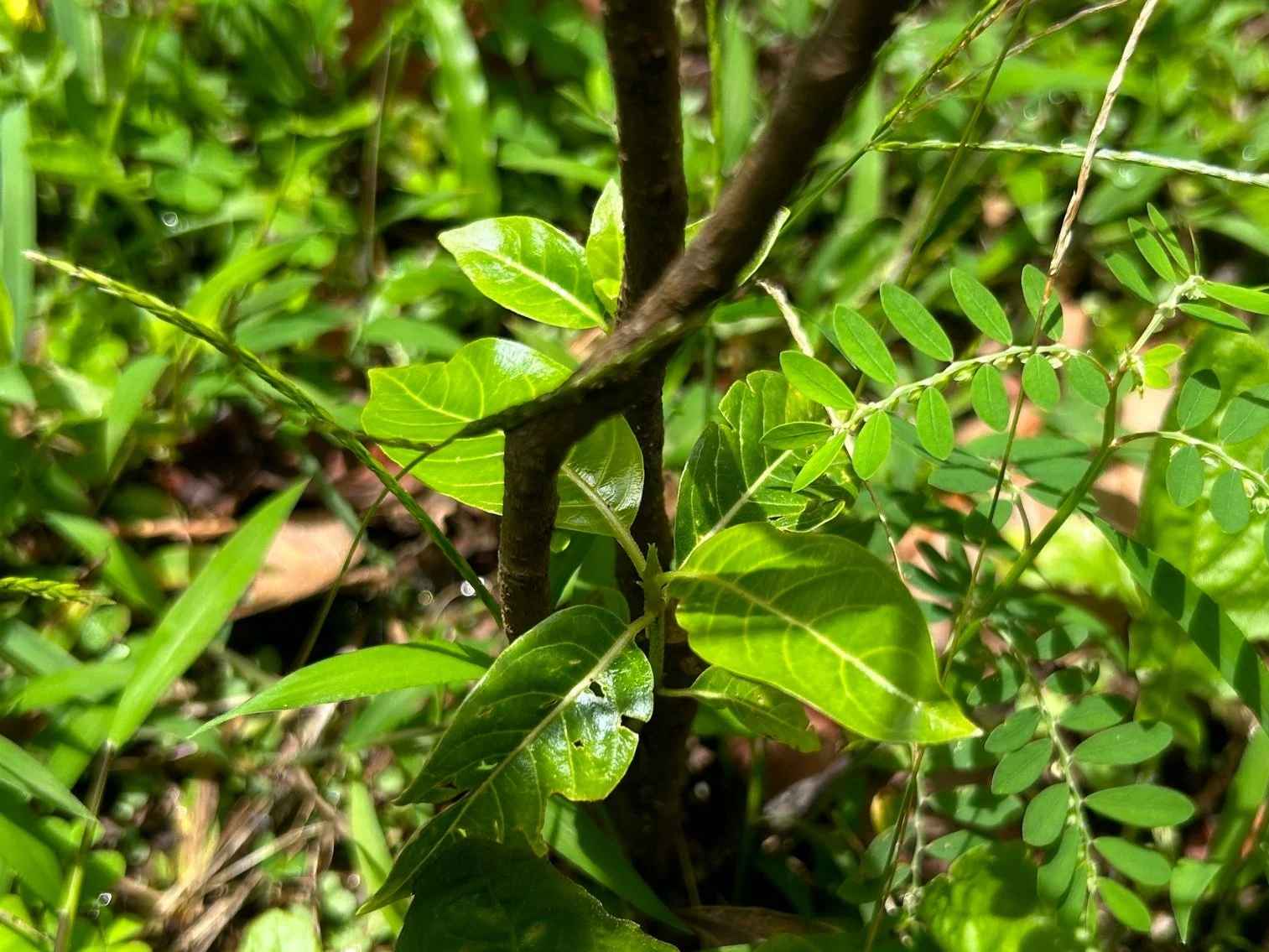 Native Hawaiian Plants: My Plant ID Guide — noahawaii