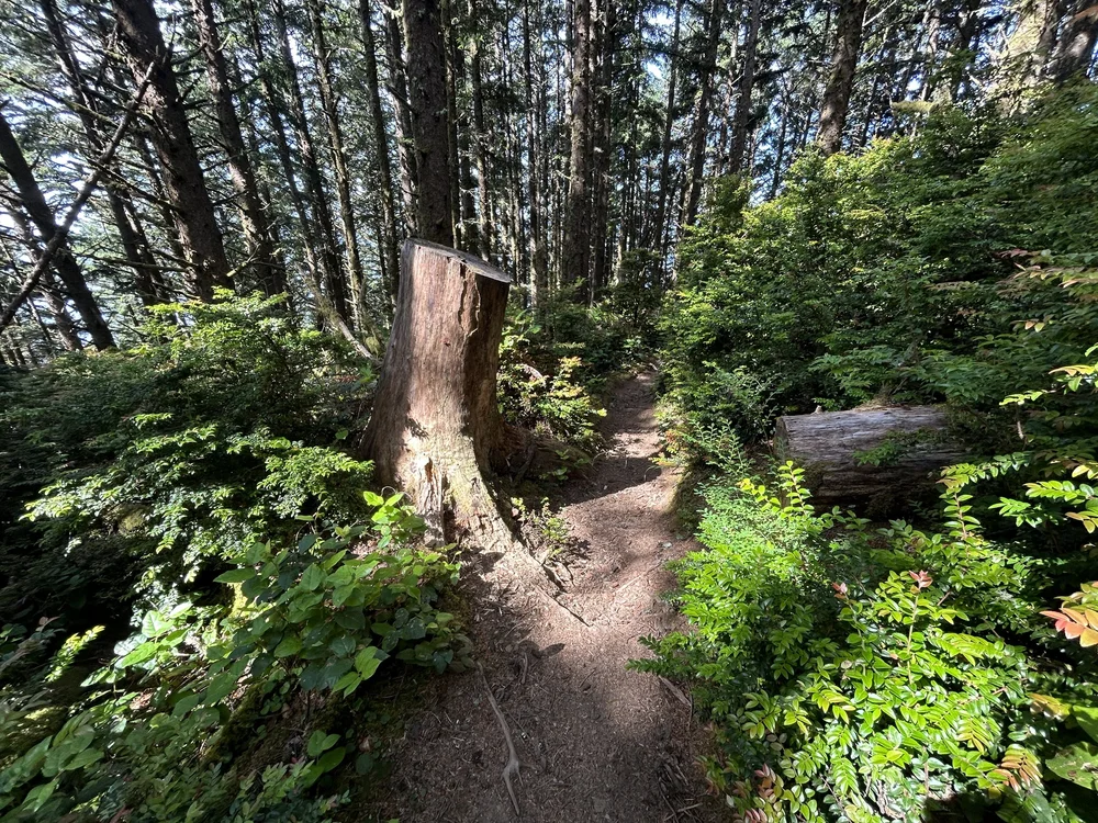 Hiking the Cape Sebastian Trail on the Oregon Coast — noahawaii