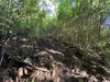 Hiking the Kolowalu Trail to Waʻahila Ridge on Oʻahu — noahawaii