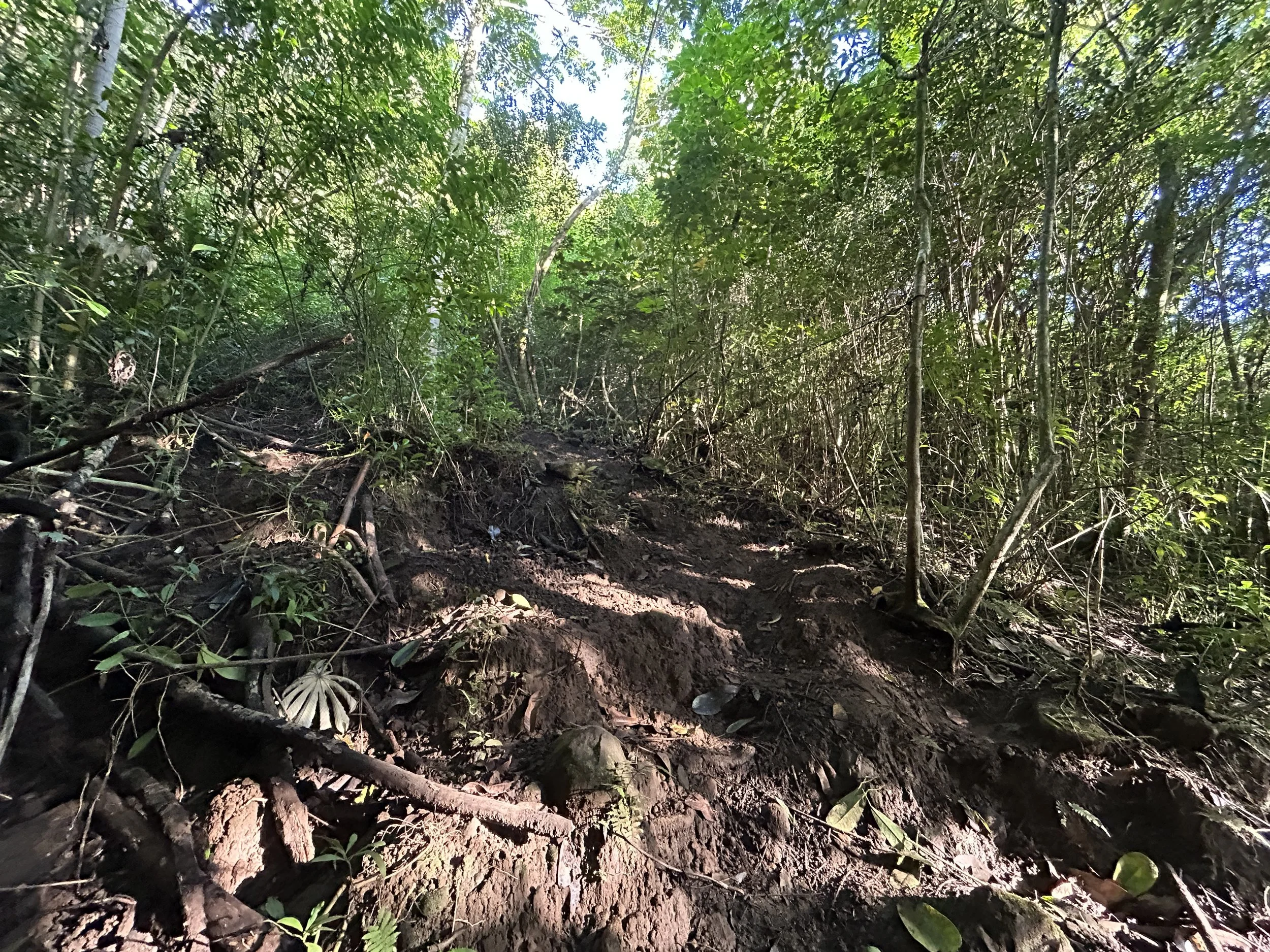 Hiking the Kolowalu Trail to Waʻahila Ridge on Oʻahu — noahawaii