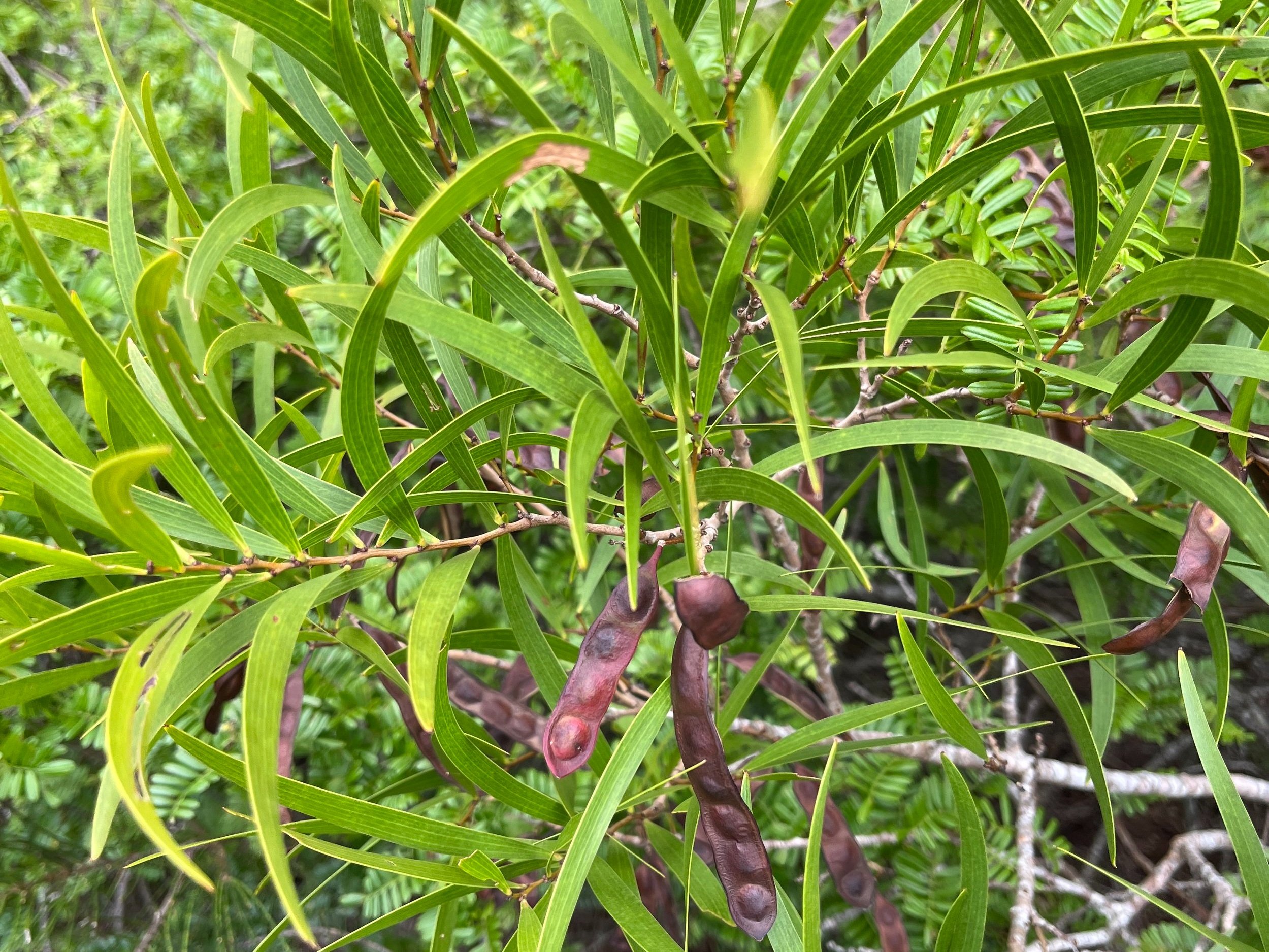 Non-Native / Invasive Plants in Hawaiʻi: My Plant ID Guide — noahawaii