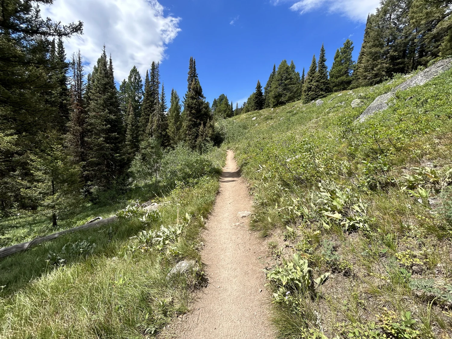 Hiking the Surprise and Amphitheater Lakes Trail via Lupine Meadows in ...